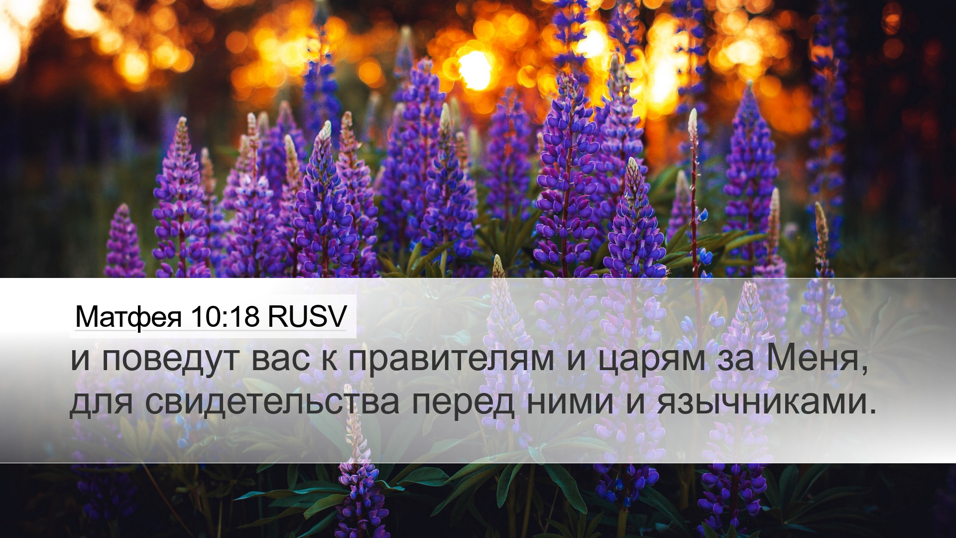 Матфея 10:18 RUSV Desktop Wallpaper - и поведут вас к правителям